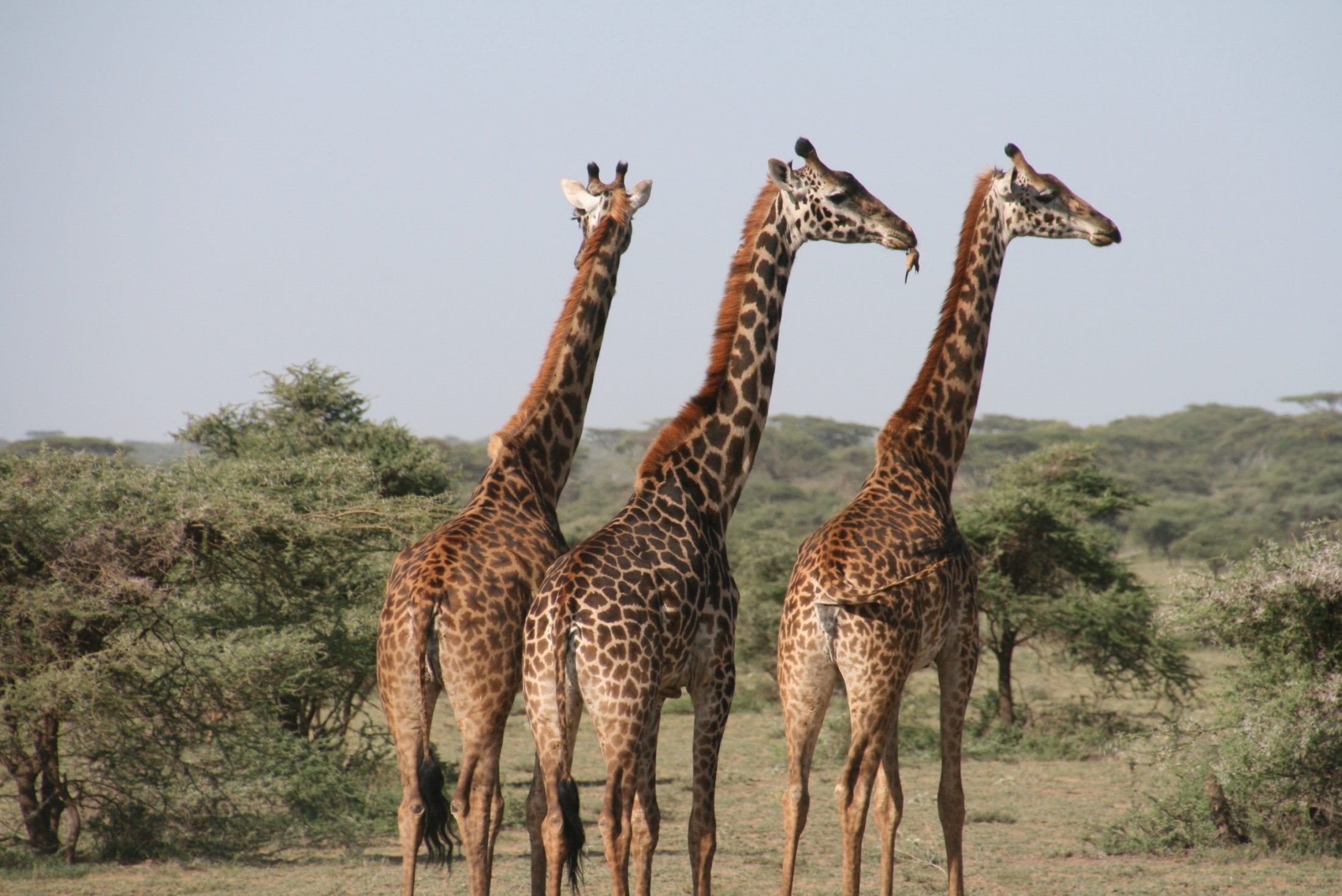 The Importance of Animal Translations - ITC Global